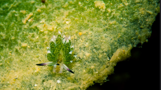 Adorable sea slugs love eating algae so much they are basically solar ...