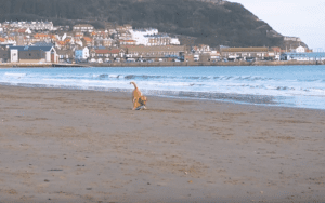 Incredible Labrador Retriever helps human mom pick up hundreds of trash ...