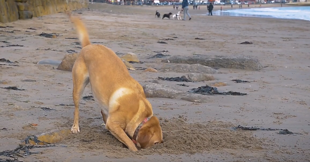 Incredible Labrador Retriever helps human mom pick up hundreds of trash ...
