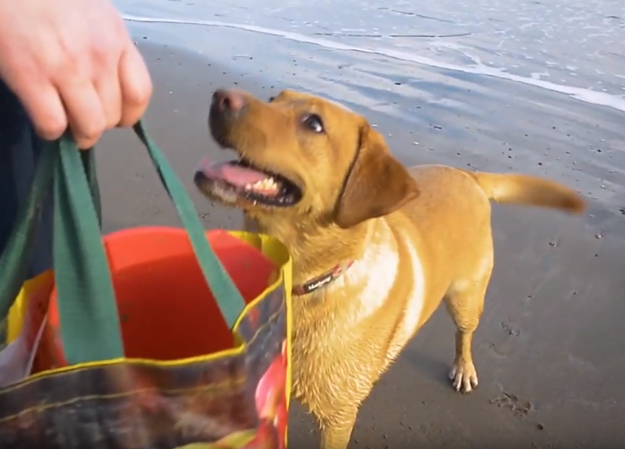 Incredible Labrador Retriever helps human mom pick up hundreds of trash ...