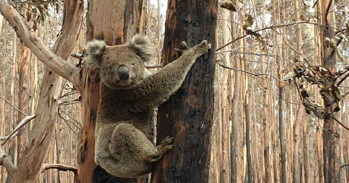 Vet demonstrates how to properly hydrate a koala after one dies from ...