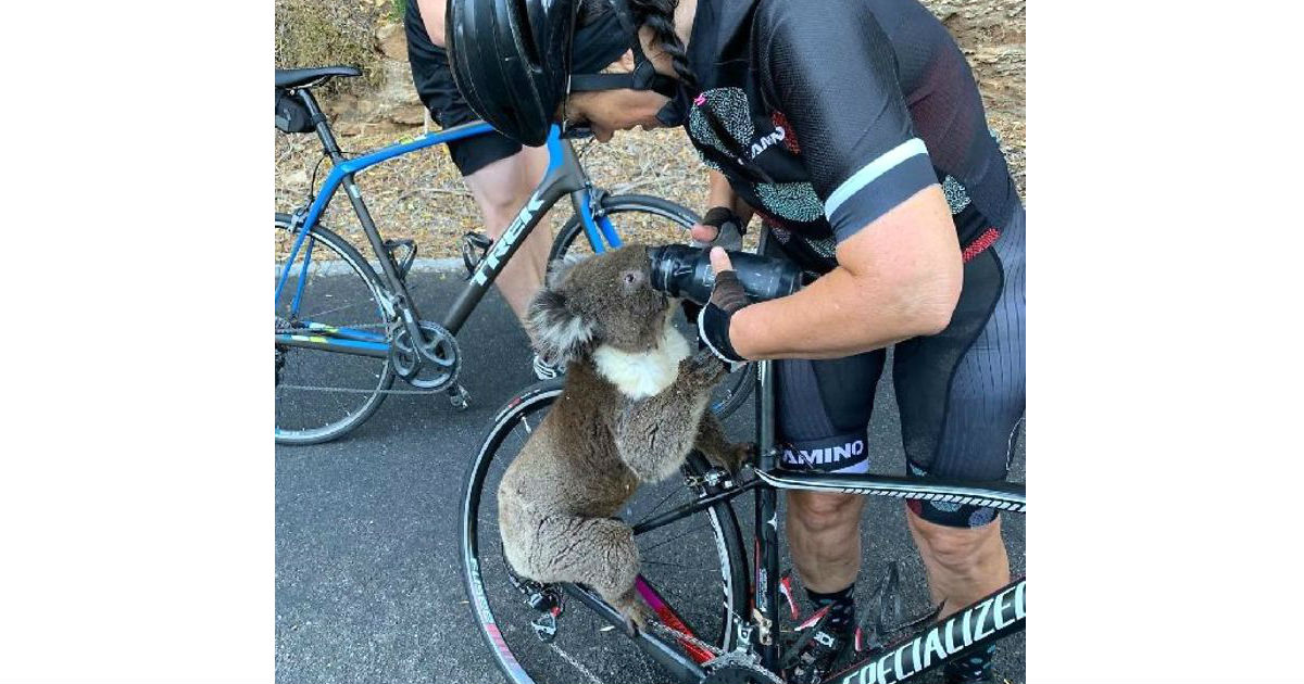 Vet demonstrates how to properly hydrate a koala after one dies from ...