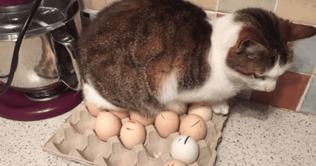 70 Unbothered cats showing their owners who the boss is