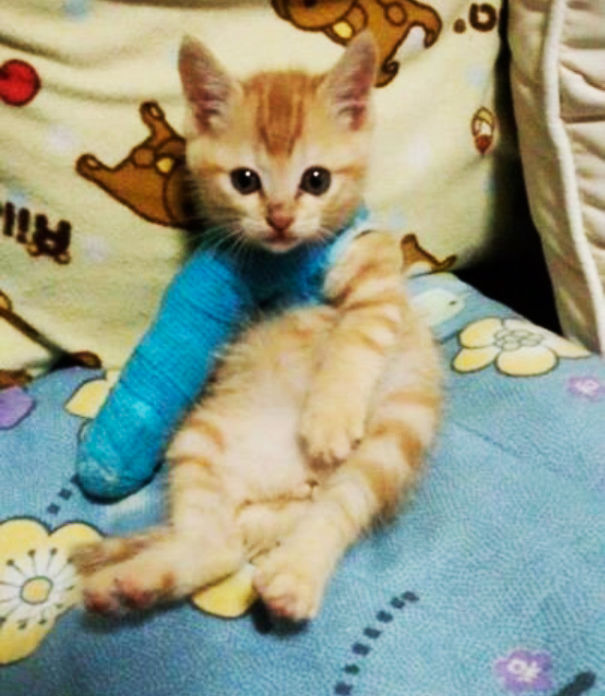 50 injured animals in tiny casts that will surely melt your heart