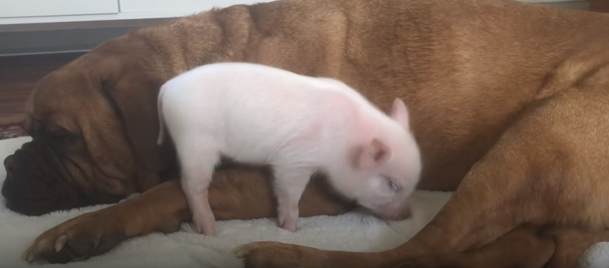 135-pound dog meets tiny pig and they form an unlikely bond that can’t ...