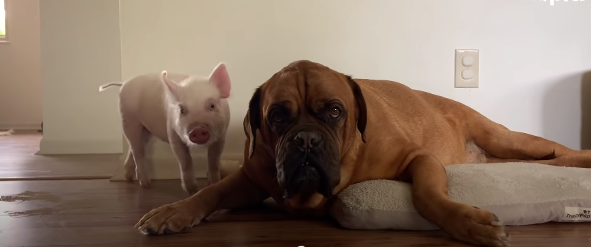 135-pound dog meets tiny pig and they form an unlikely bond that can’t ...