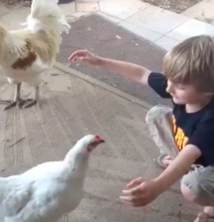 Boy asks ‘love bird’ for a hug – the adorable encounter has been viewed ...