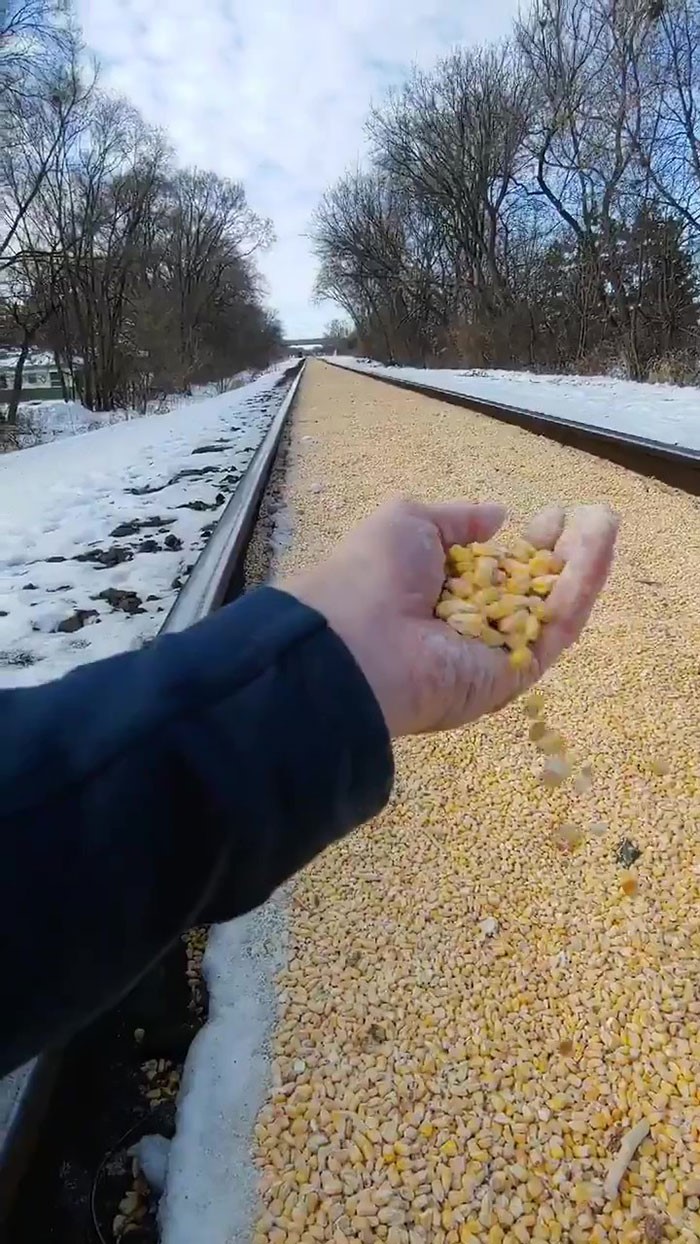 Train spilled $3465 worth of corn and man’s viral photo of it reveals ...