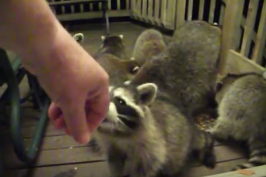 Polite racoons take 1 peanut butter sandwich at a time after man opens ...