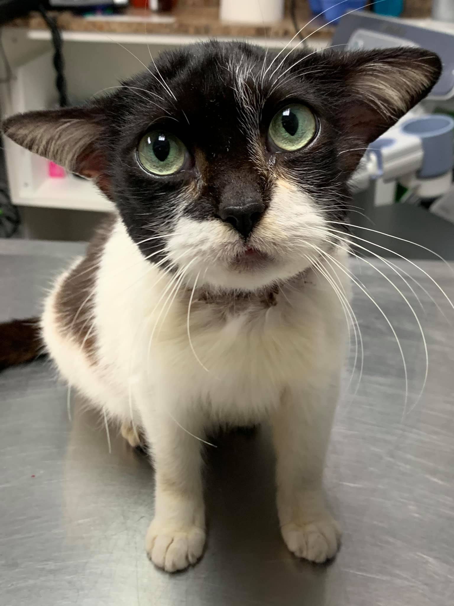 Stray cat becomes internet sensation when her photos get out to public