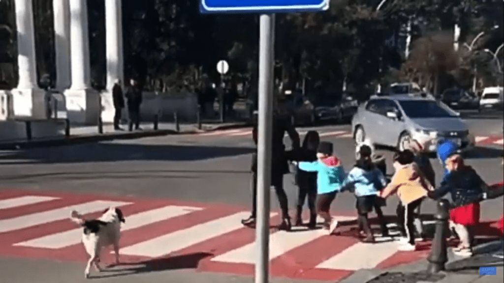 Stray dog protects kindergartners crossing a heavy-traffic street in ...