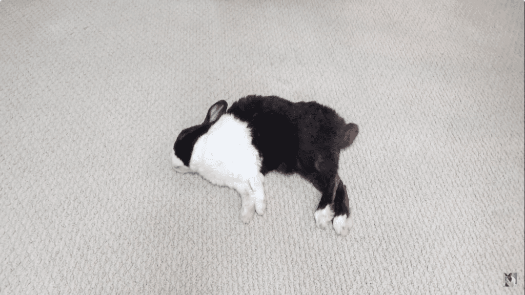 Bunny rabbit sound asleep when owner places dill around him – 3M ...