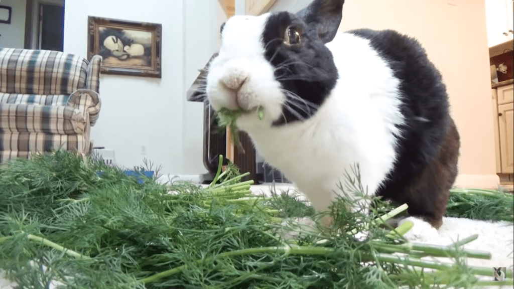 Bunny rabbit sound asleep when owner places dill around him – 3M ...