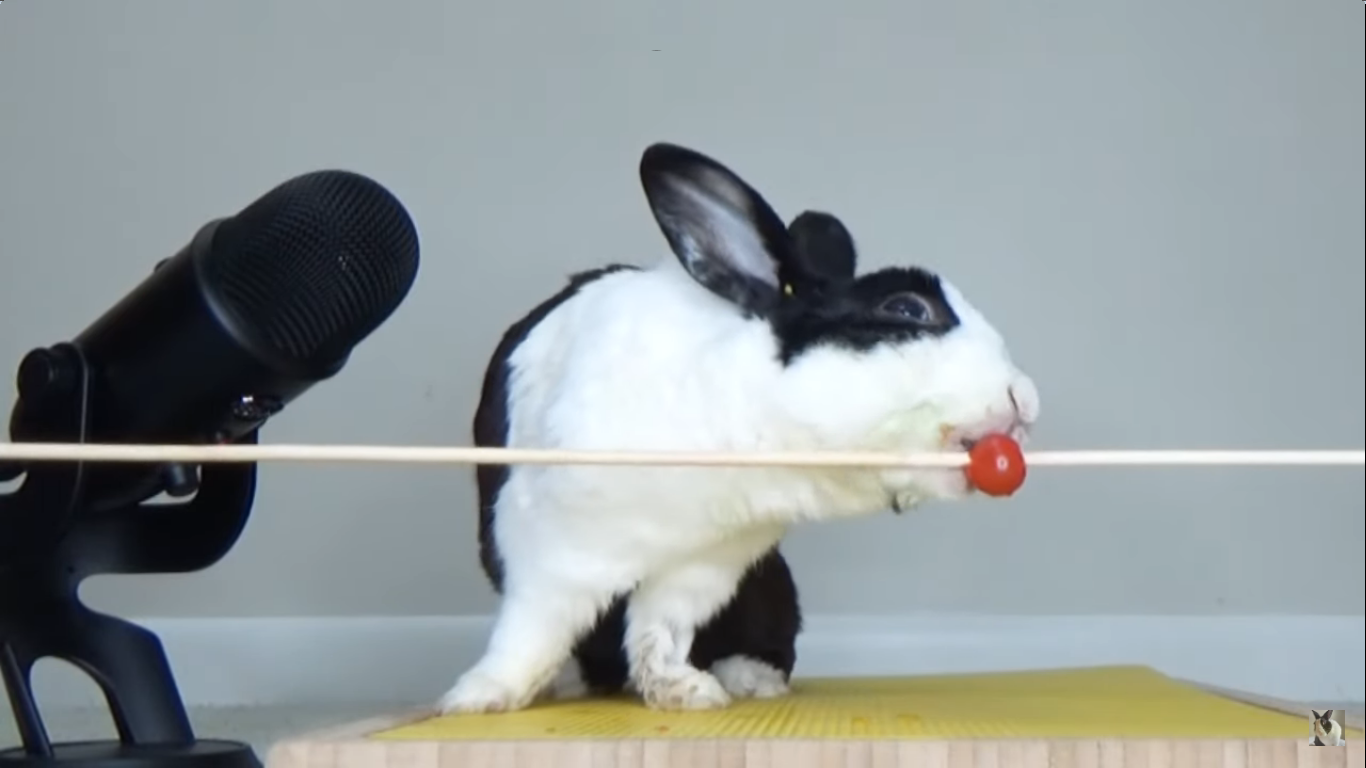 Bunny rabbit sound asleep when owner places dill around him – 3M ...