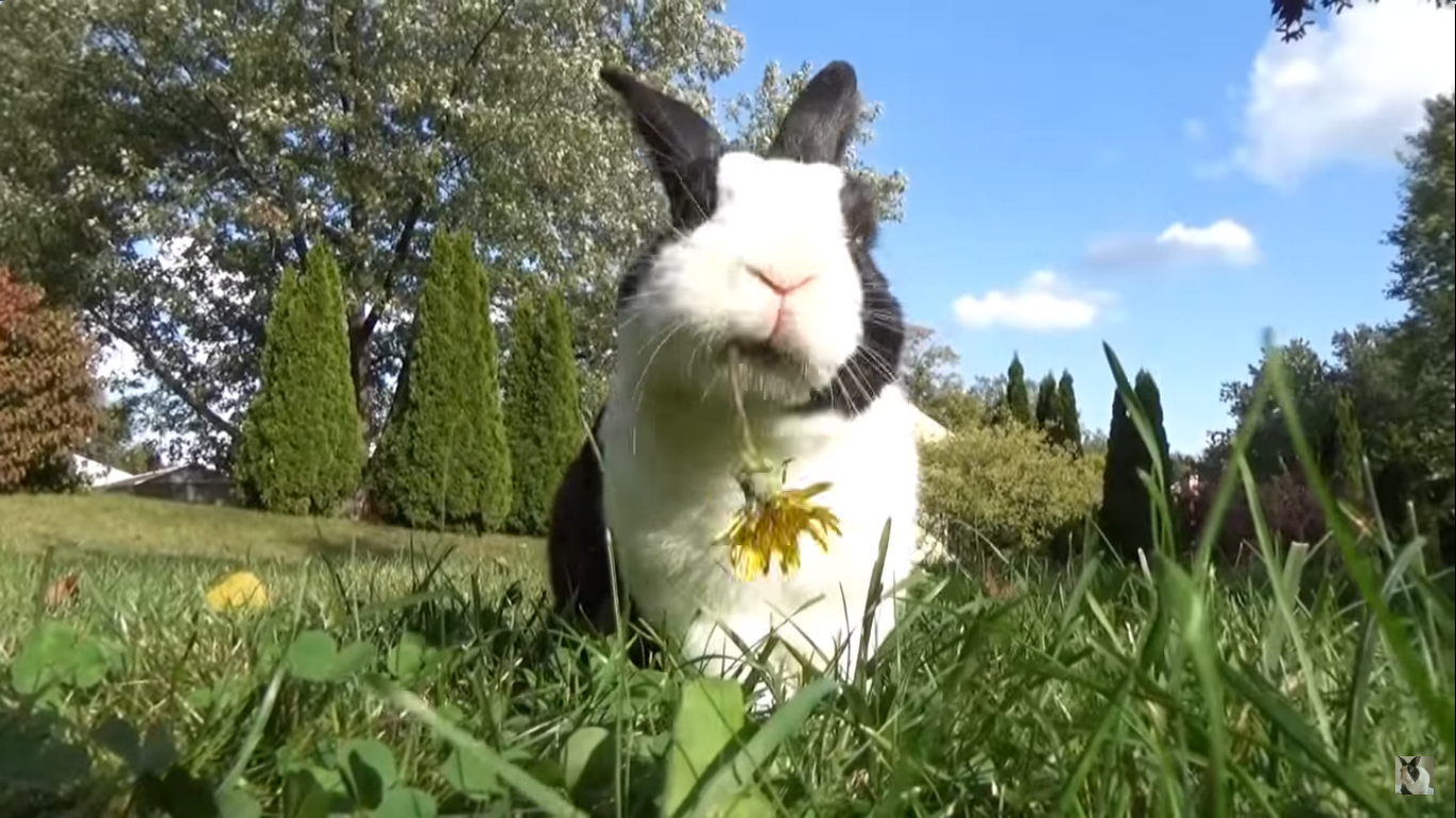 Bunny rabbit sound asleep when owner places dill around him – 3M ...