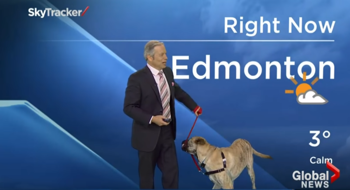 Rescue dog refuses to let weather man finish report – tries to get him ...