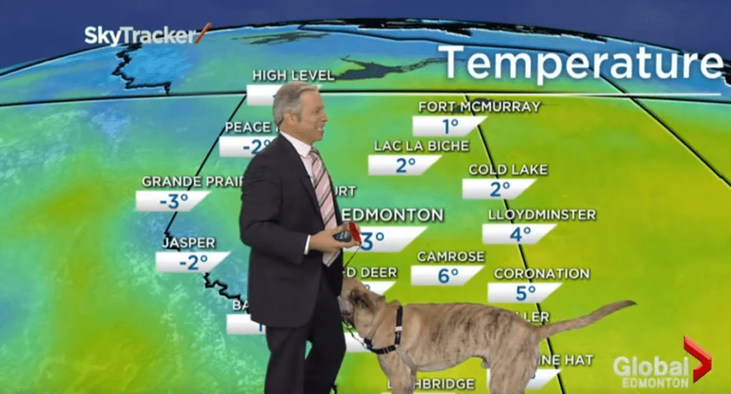 Rescue dog refuses to let weather man finish report – tries to get him ...