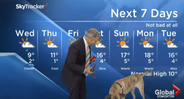 Rescue dog refuses to let weather man finish report – tries to get him ...