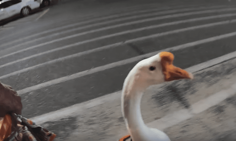Pet goose takes a late-night trip to Wal-mart to find treats for his ...