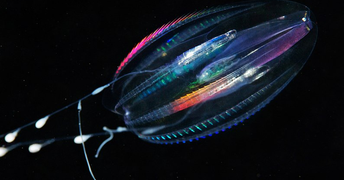 60 See-through animals that are had to believe actually exist