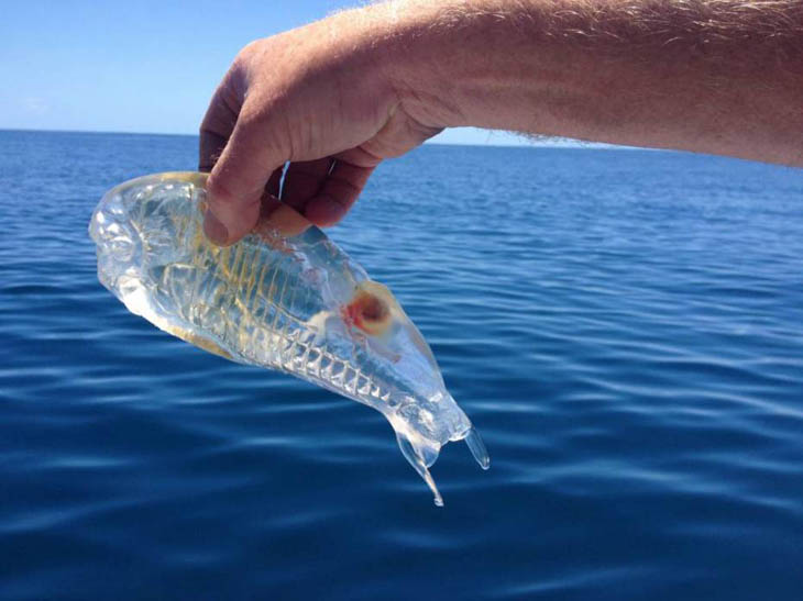 60 See-through animals that are had to believe actually exist