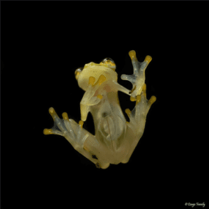 60 See-through animals that are had to believe actually exist