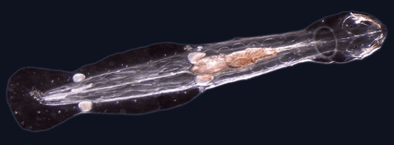 60 See-through animals that are had to believe actually exist