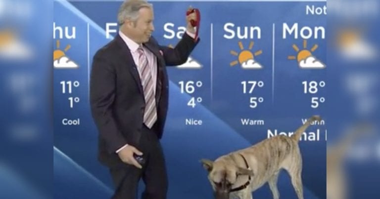 Rescue dog refuses to let weather man finish report – tries to get him ...