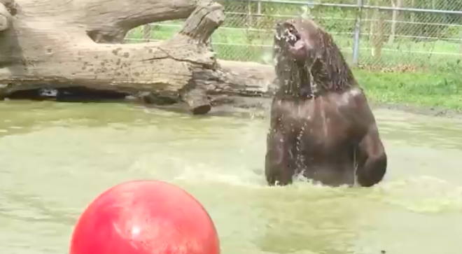 Big silly bear shows off never-ending imagination with playtime antics