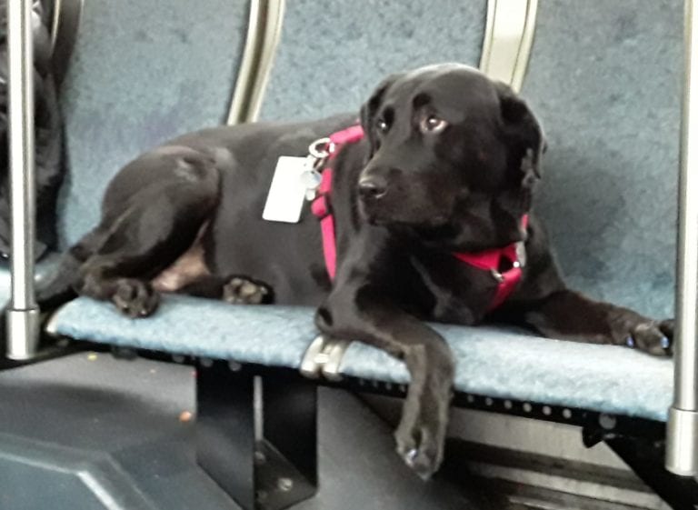 Sweet dog with her very own bus pass takes a ride by herself to the ...