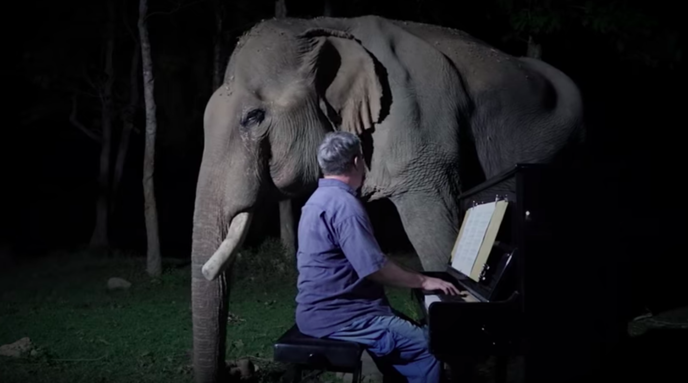 After years of captivity, sweet sensitive elephant enjoys Beethoven ...