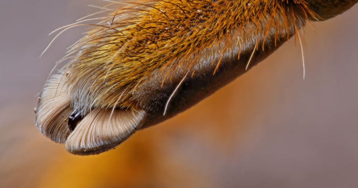 55 Photos of adorable spiders’ paws that will shift your view of the ...