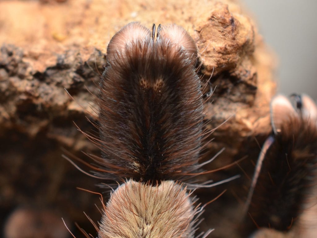 55 Photos of adorable spiders’ paws that will shift your view of the ...