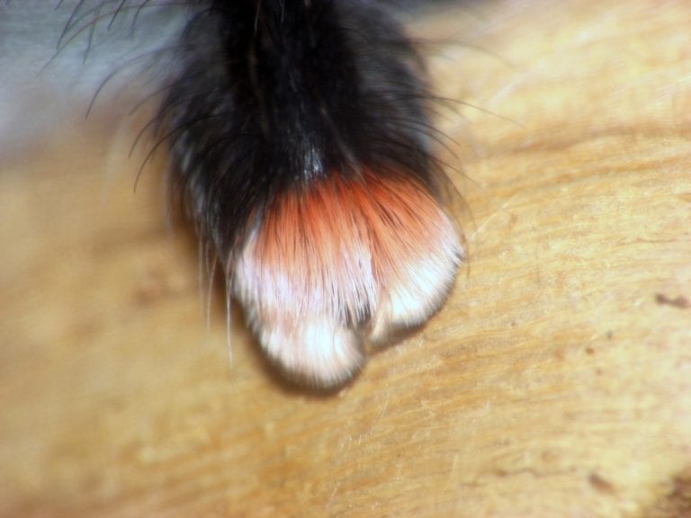55 Photos of adorable spiders’ paws that will shift your view of the ...
