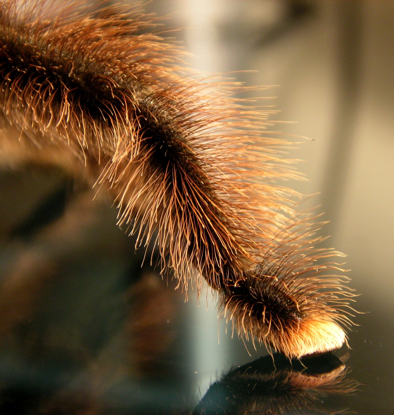 55 Photos of adorable spiders’ paws that will shift your view of the ...