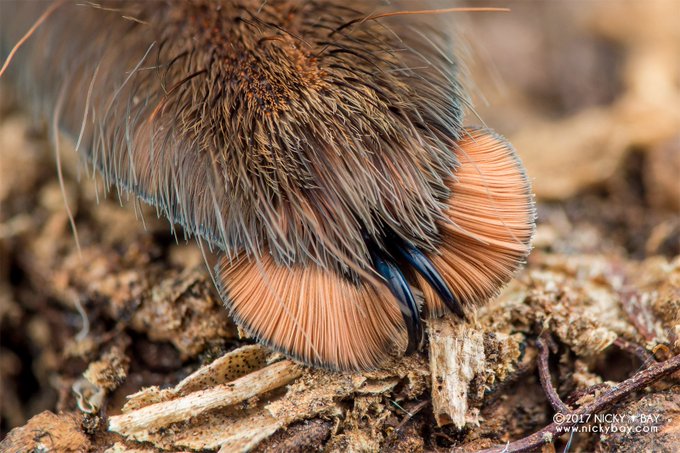55 Photos of adorable spiders’ paws that will shift your view of the ...