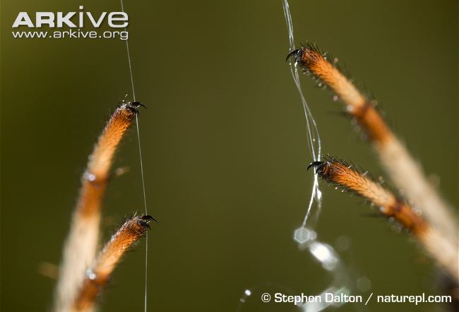 55 Photos of adorable spiders’ paws that will shift your view of the ...