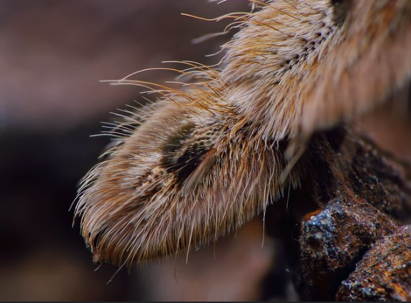55 Photos of adorable spiders’ paws that will shift your view of the ...