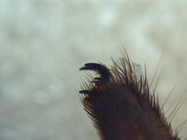 55 Photos of adorable spiders’ paws that will shift your view of the ...