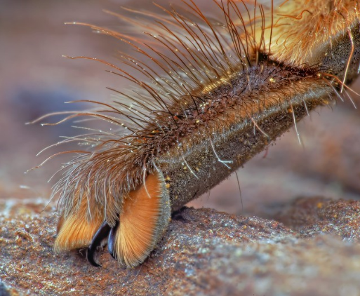 55 Photos of adorable spiders’ paws that will shift your view of the ...