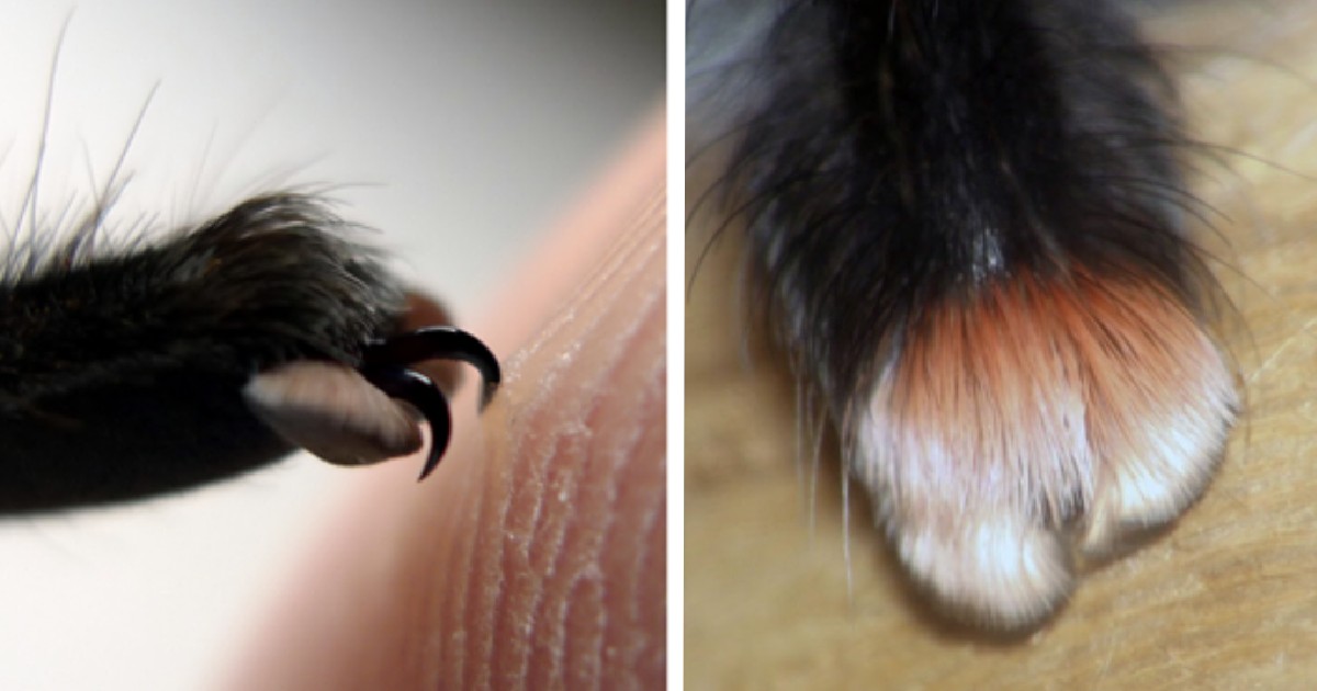 55 Photos of adorable spiders’ paws that will shift your view of the ...