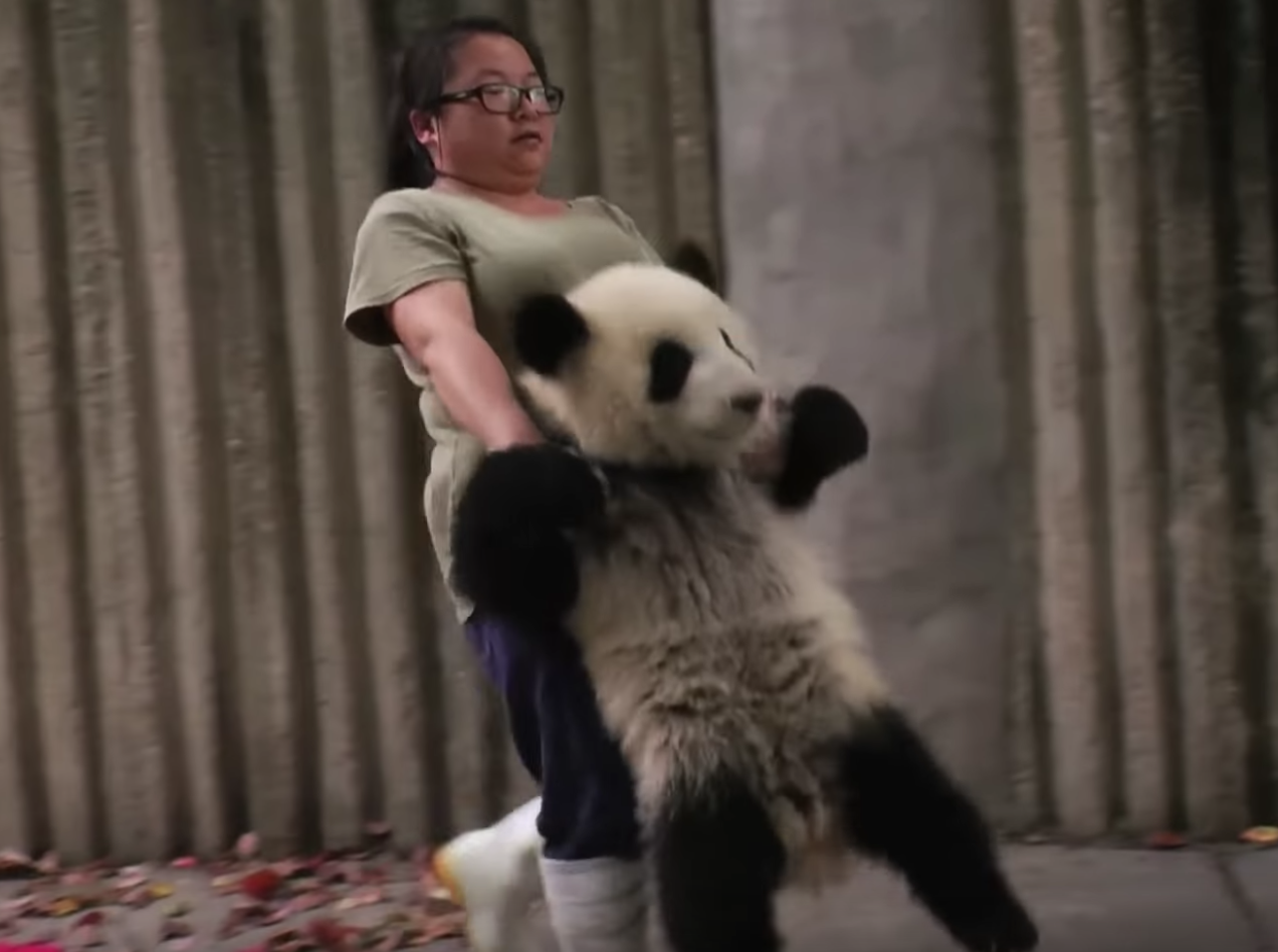 Mischievous baby panda refuses to let keeper finish cleaning