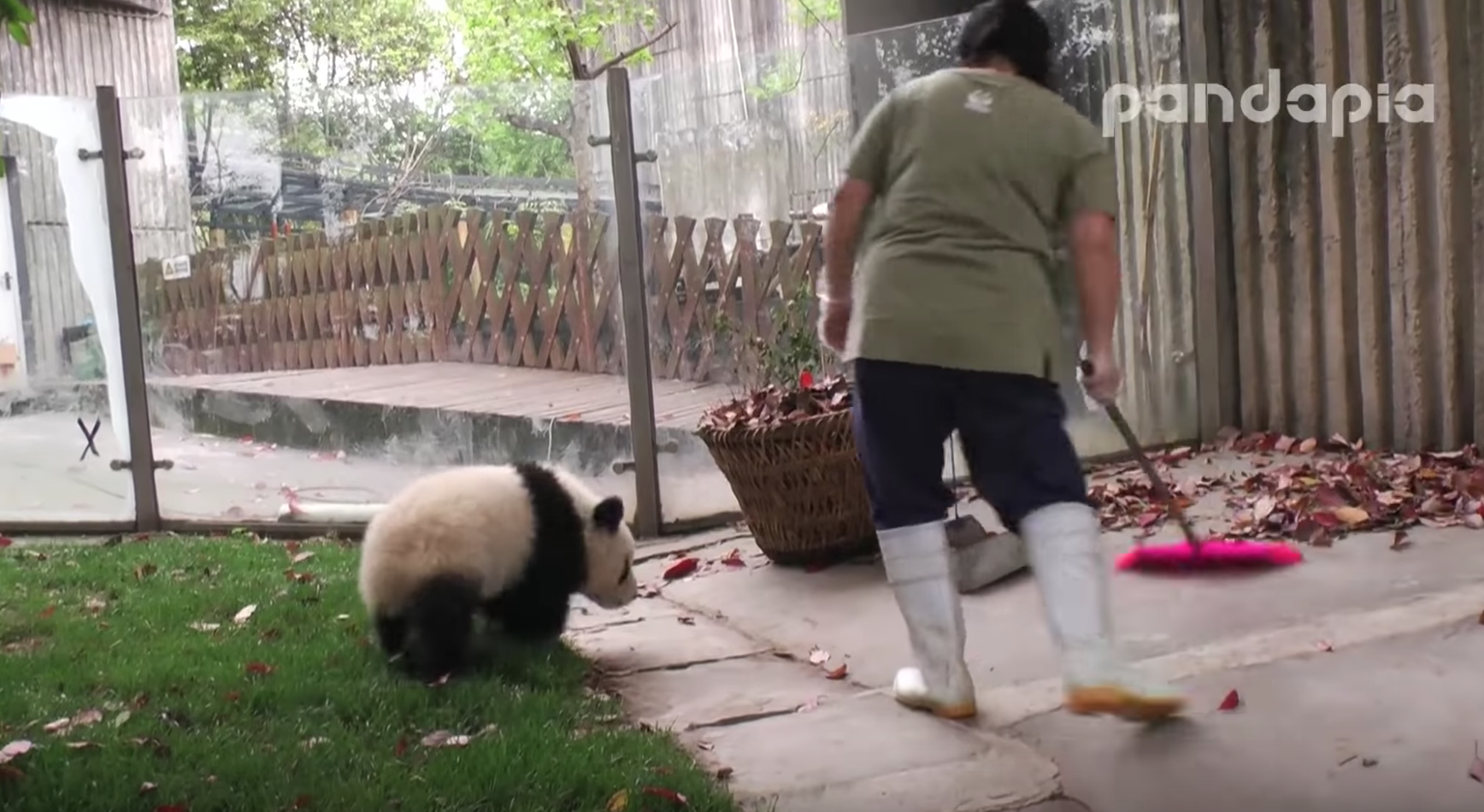 Mischievous baby panda refuses to let keeper finish cleaning