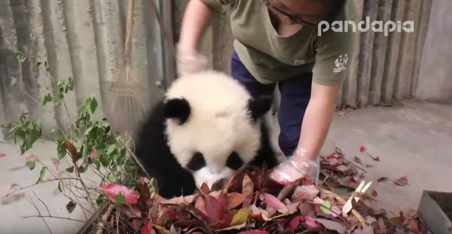 Mischievous baby panda refuses to let keeper finish cleaning