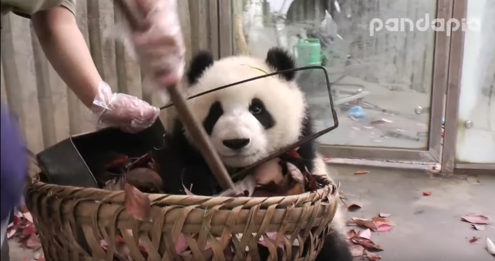 Mischievous baby panda refuses to let keeper finish cleaning