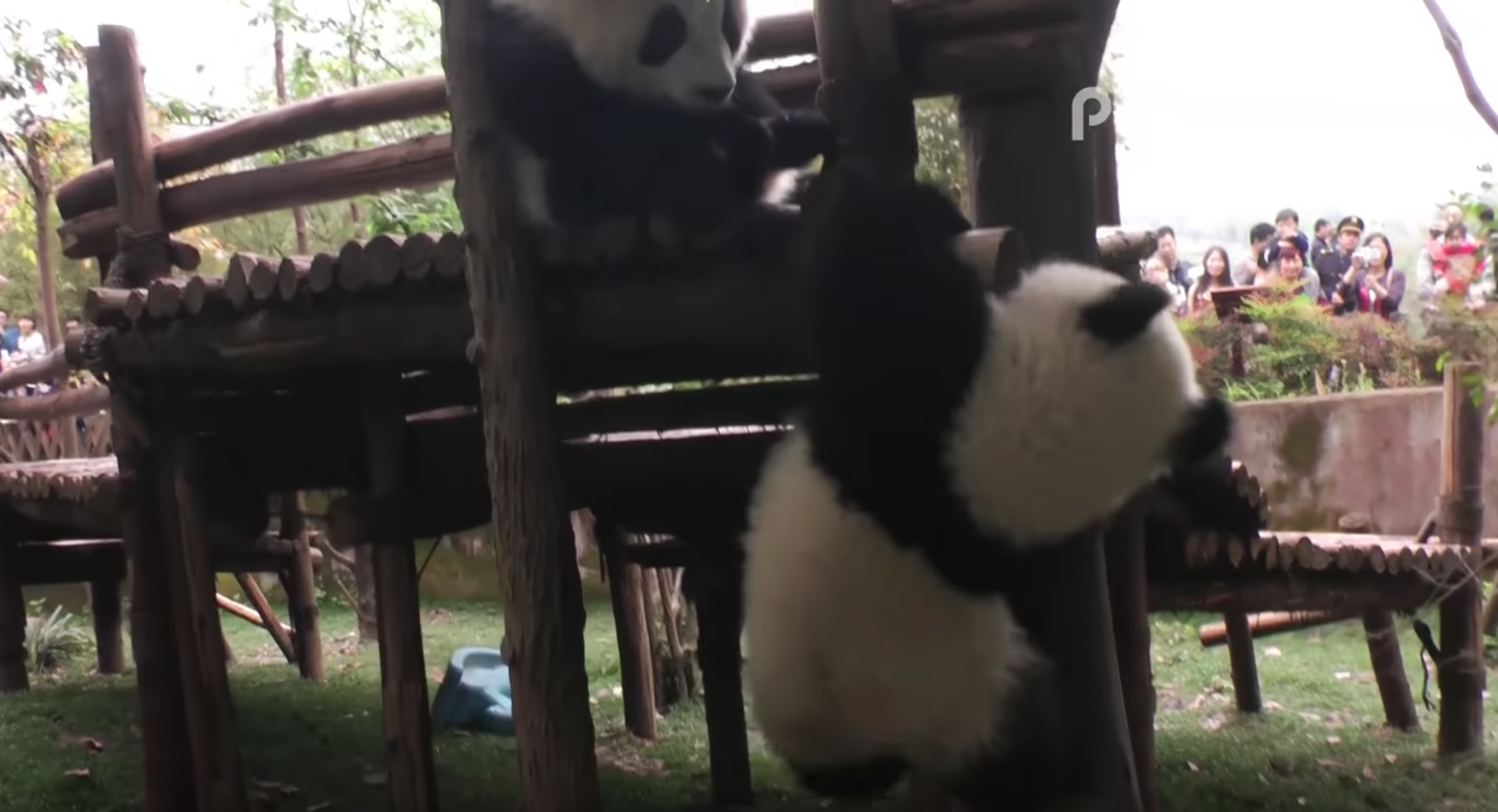 Mischievous baby panda refuses to let keeper finish cleaning