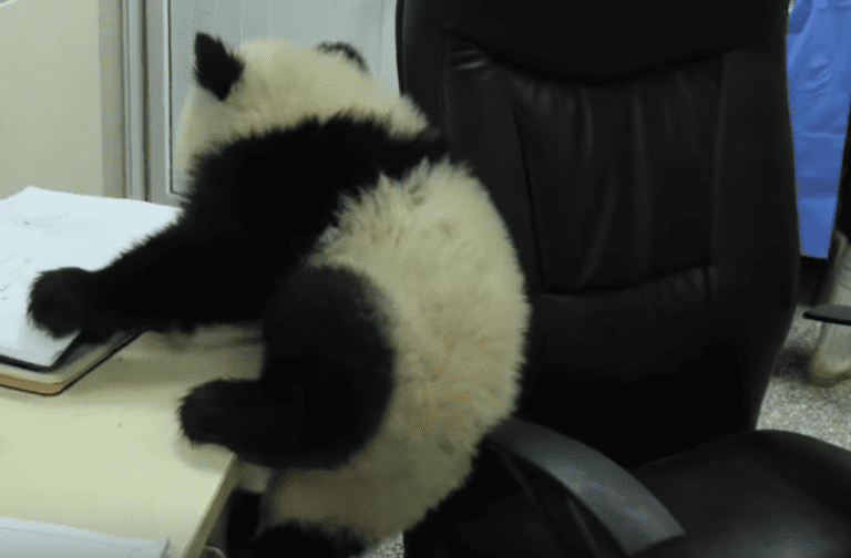 Baby panda visits keeper’s office and is up to no good