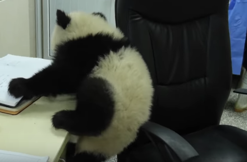 Baby panda visits keeper’s office and is up to no good