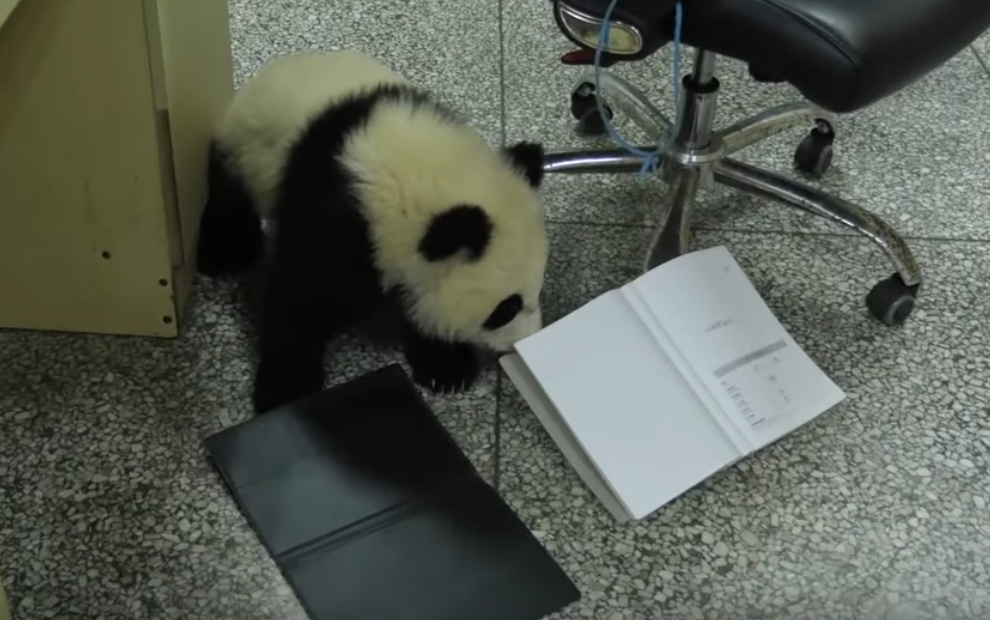Baby panda visits keeper’s office and is up to no good