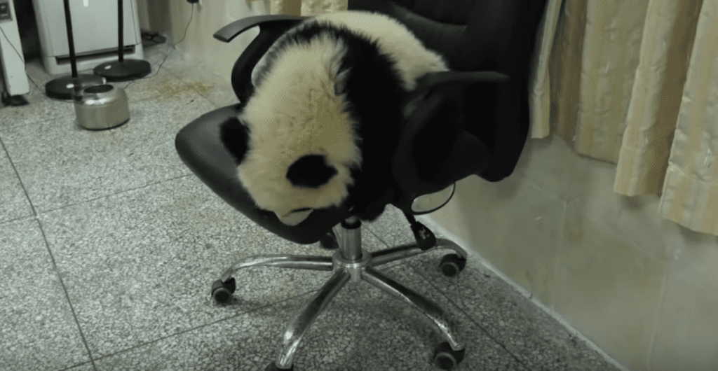 Baby panda visits keeper’s office and is up to no good
